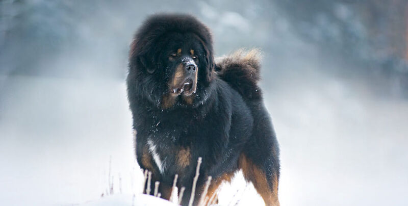 Tibetan Dogs: Loyal Companions for Your Family | Tenzin Travel and Tours